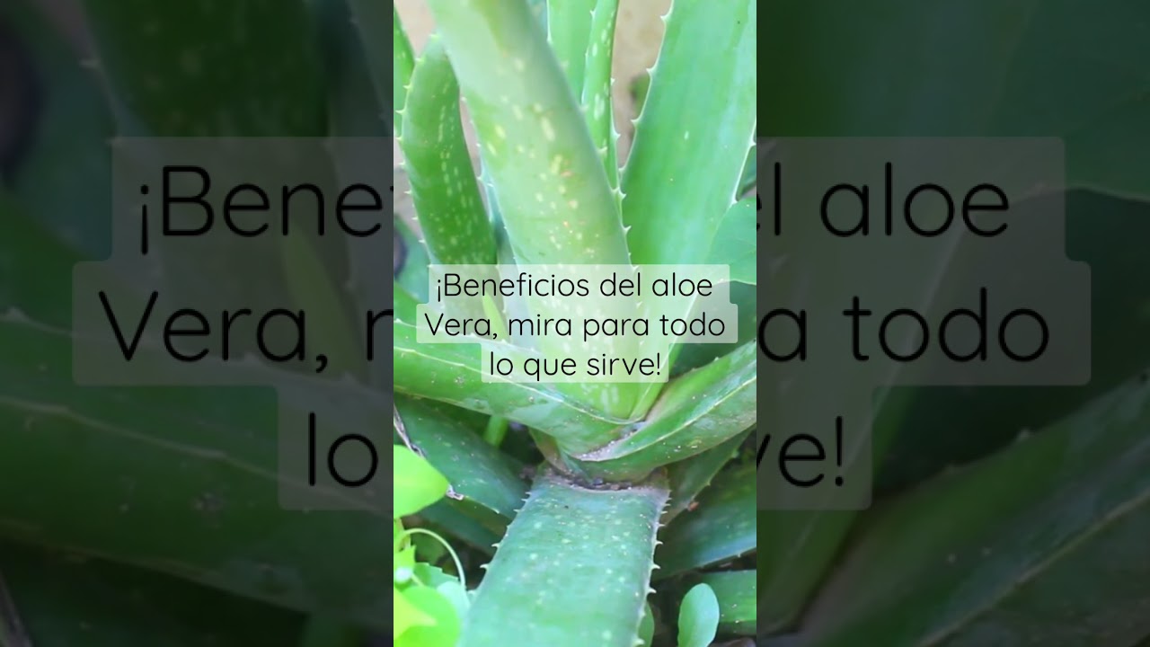 Beneficios del aloe Vera, mira para todo lo que sirve !! - YouTube