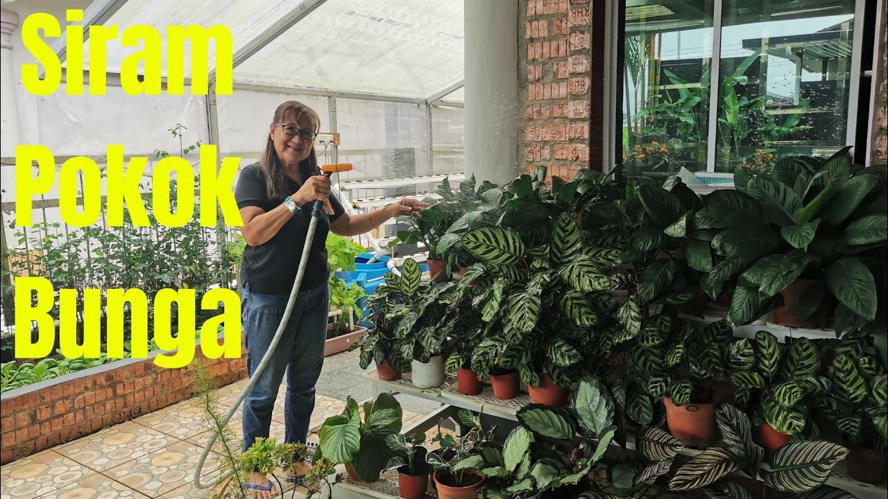 Menyiram Pokok Bunga Supaya Pokok Bunga Tumbuh Subur Dan Kelihatan ...