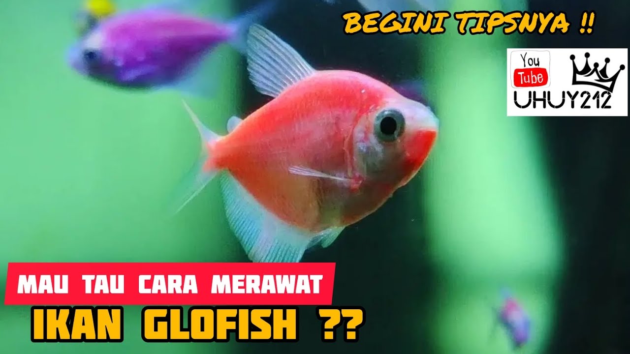 CARA DAN TIPS MERAWAT IKAN GLOFISH - YouTube