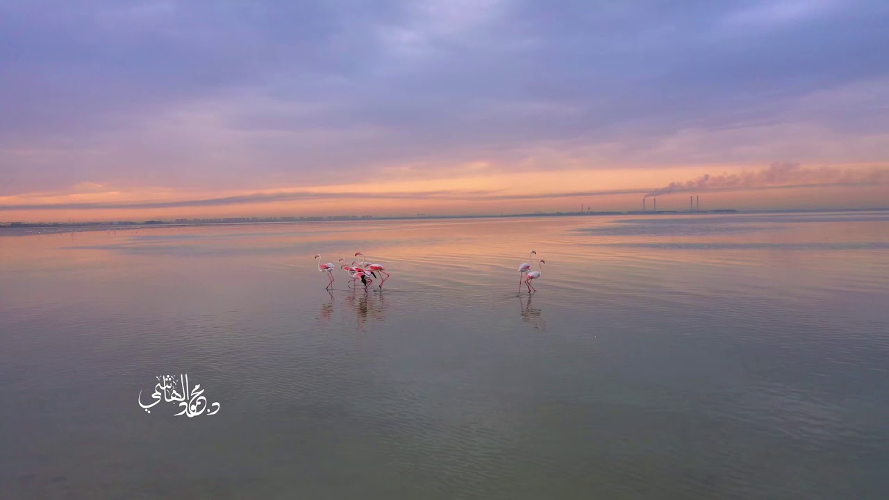 Flamingos in Kuwait. طيور الفلامينغو في الكويت - YouTube