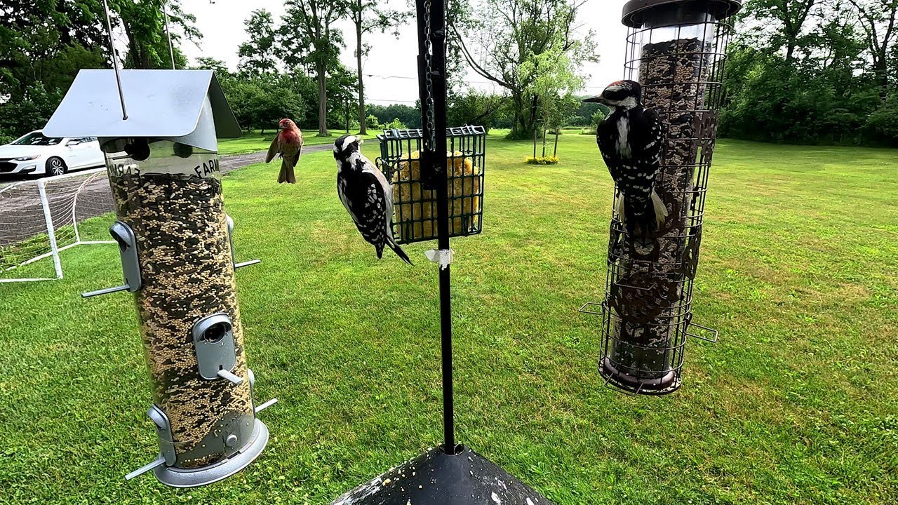 Over a dozen bird species in less than 25 minutes (with timestamps ...
