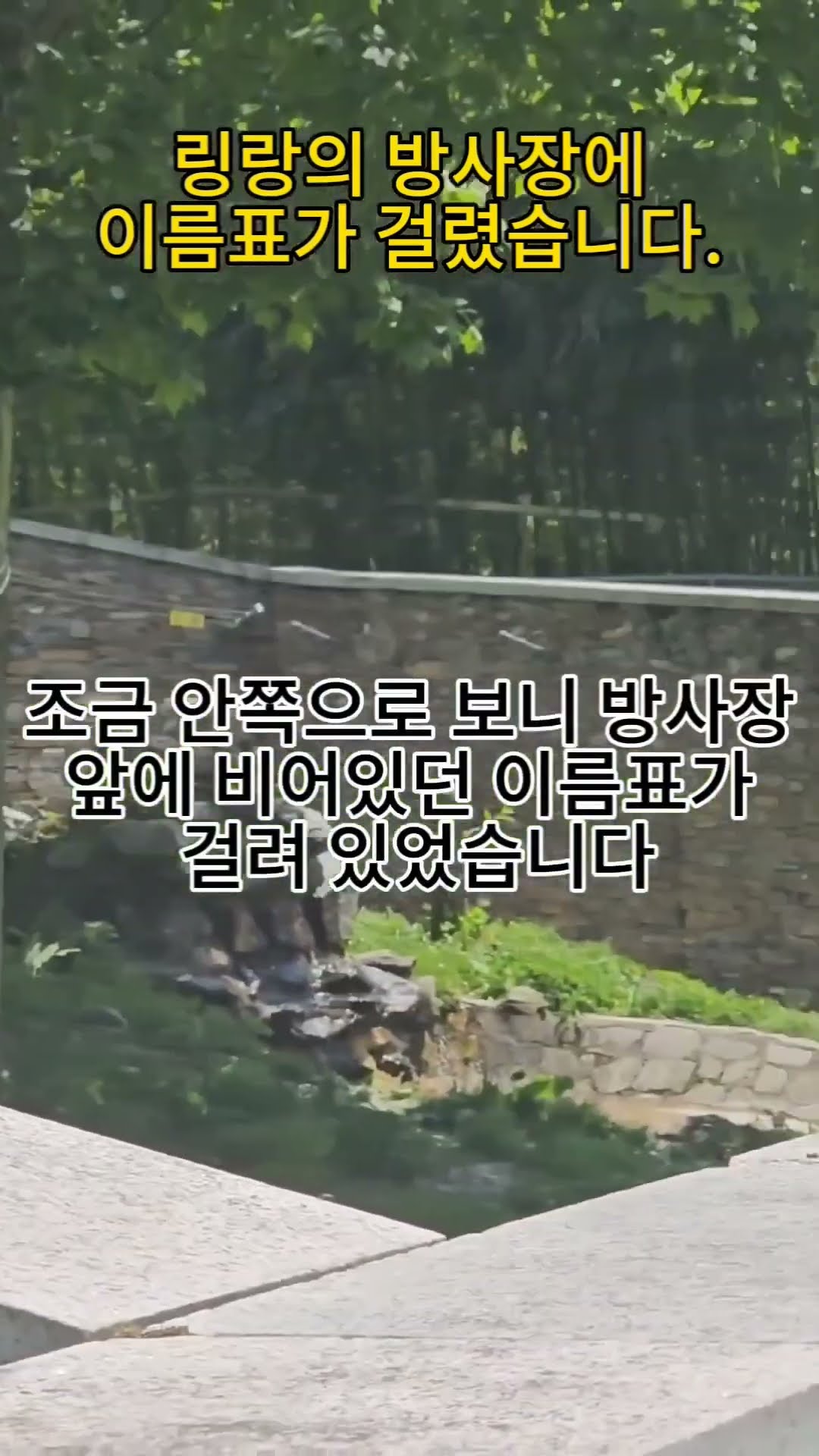 선수핑기지 이름 뒷글자가 바오인 판다가 등장했습니다 푸바오일까요 푸바오 사천성 링랑 선수핑 Youtube