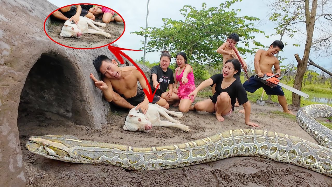 Unbelievable: 3 Brave hunters confront ferocious giant python to rescue white Pitbull dog - YouTube