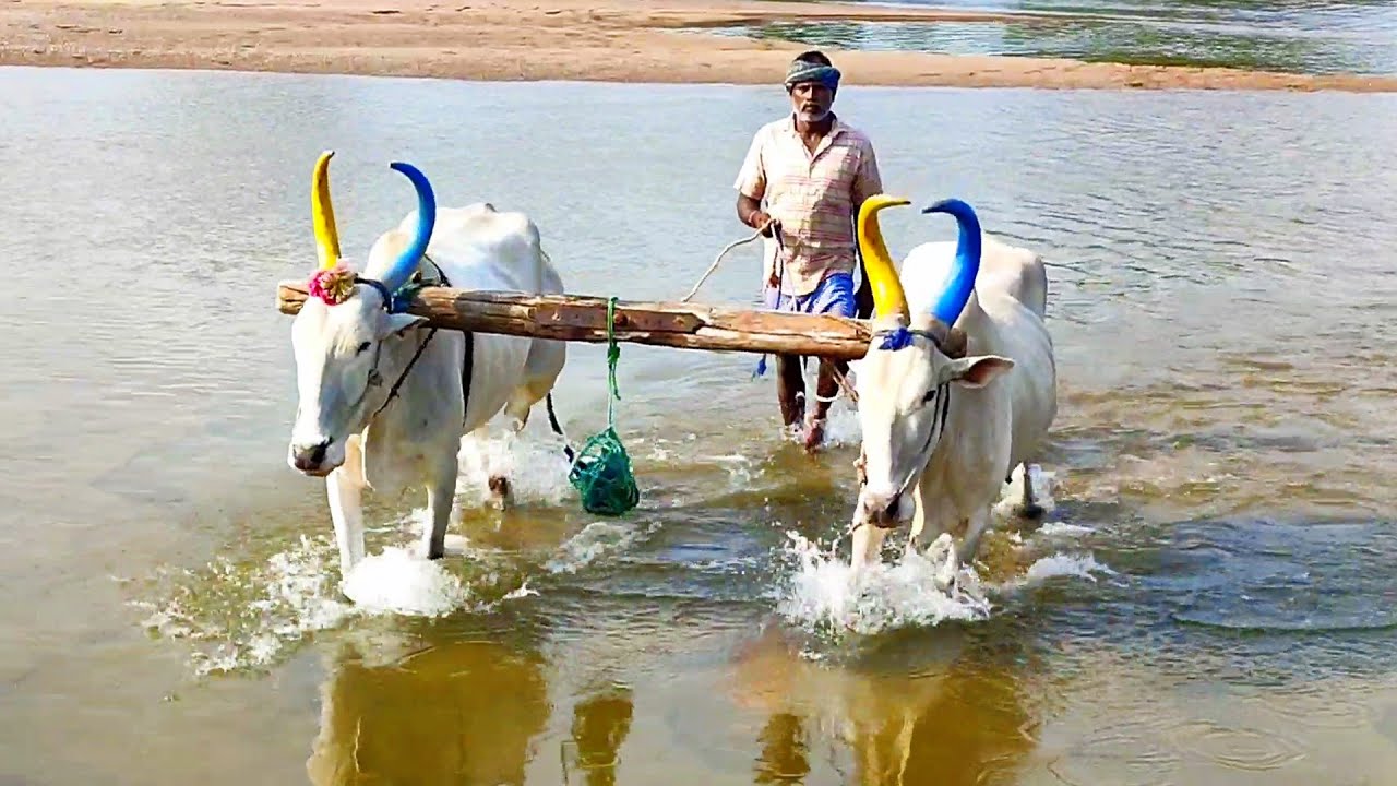 bull crossing river | bullock crossing river | farming videos | bullock ...