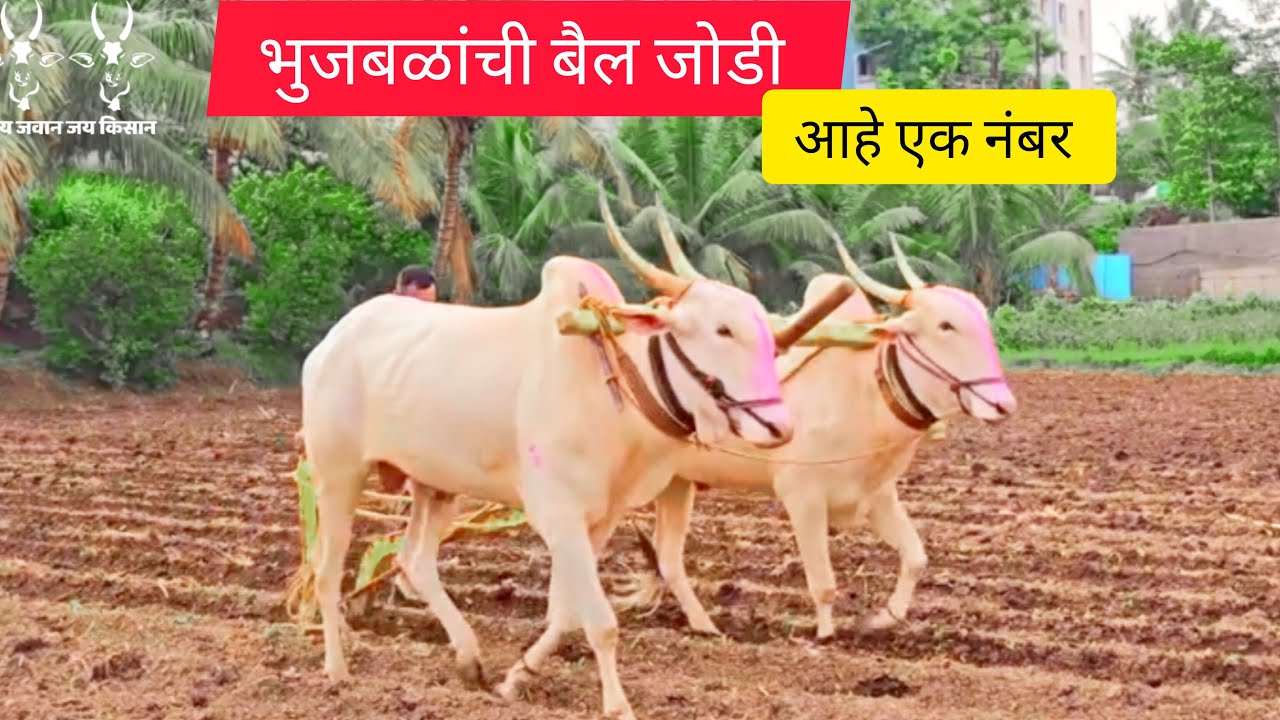 khillar bail jodi | नाद भुजबळ बंधुचा | टाळगाव चिखली (पुणे) | jiva ...