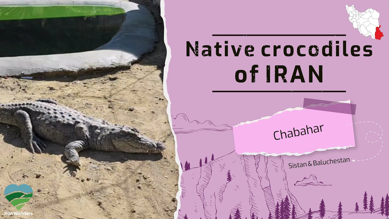 Native crocodiles of IRAN | تمساح ایرانی گاندو - YouTube