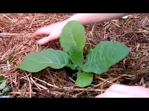 Planter du tabac dans le potager/jardin - YouTube
