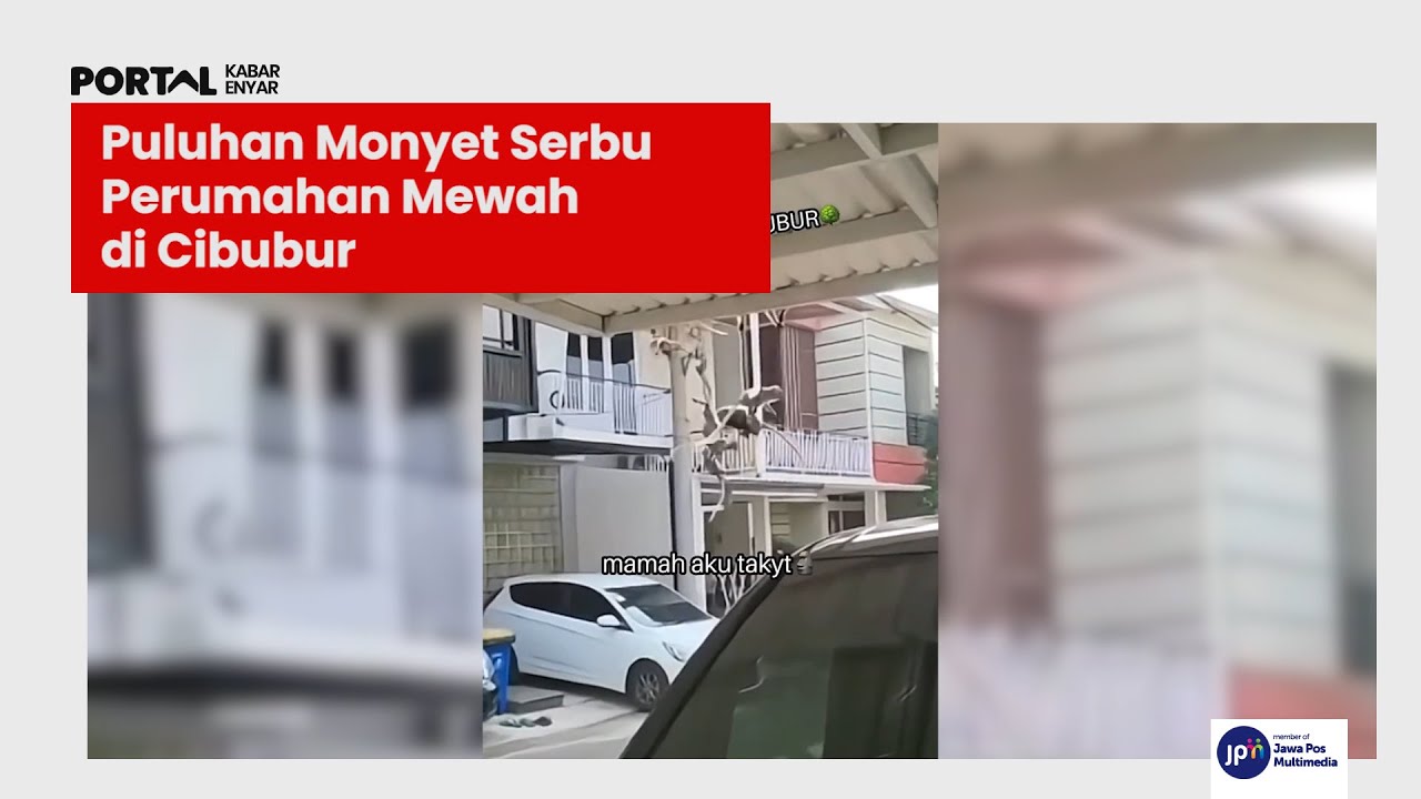 Puluhan Monyet Serbu Perumahan Mewah Di Cibubur Youtube