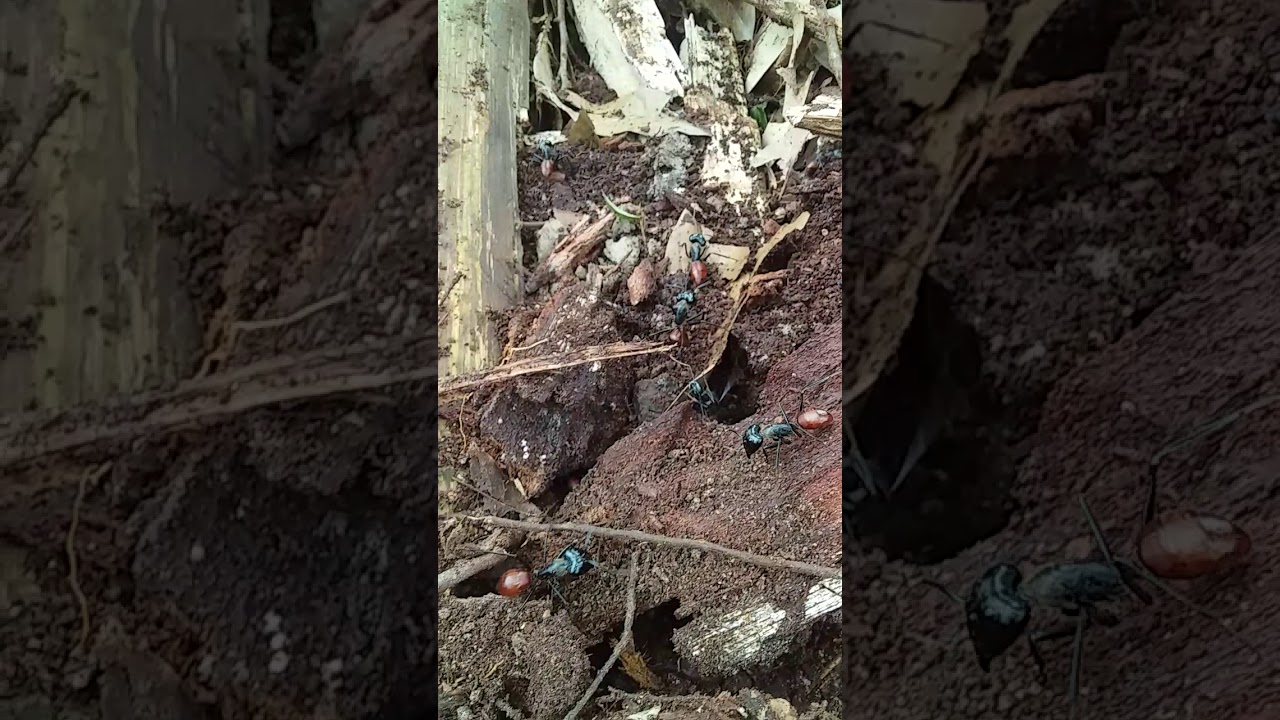 SEMUT TERBESAR DI DUNIA - YouTube