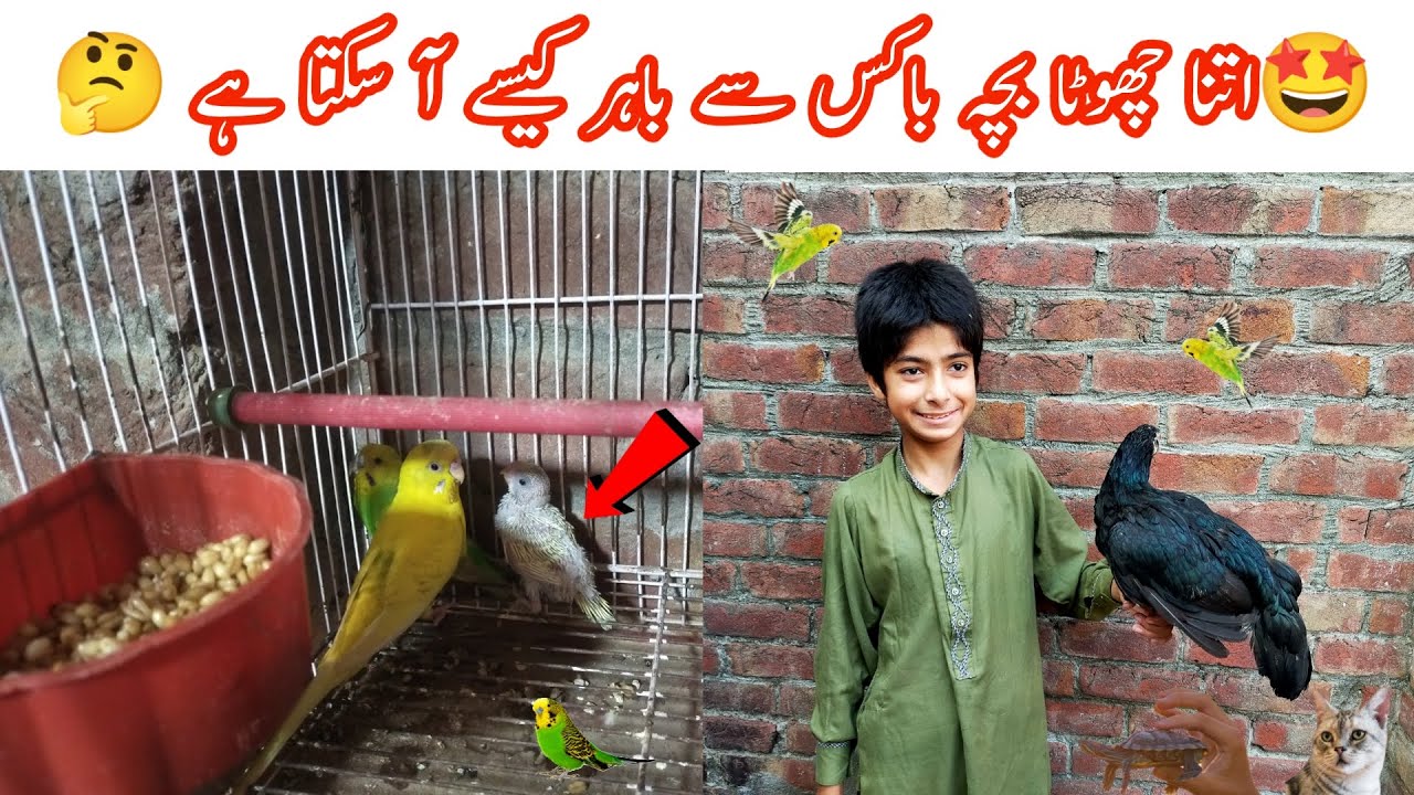 Itna chota bacha box sa bahir kese a skta ha🤔/pets with ukasha - YouTube