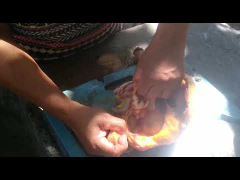 dona marisa preparando uma galinha caipira deliciosa 🤤