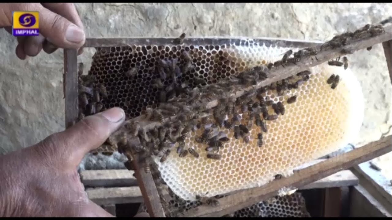 Apiculture in Manipur - YouTube
