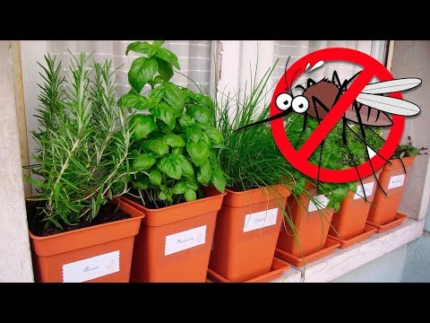 7 Plantas que Repelem Mosquitos e outros Insetos