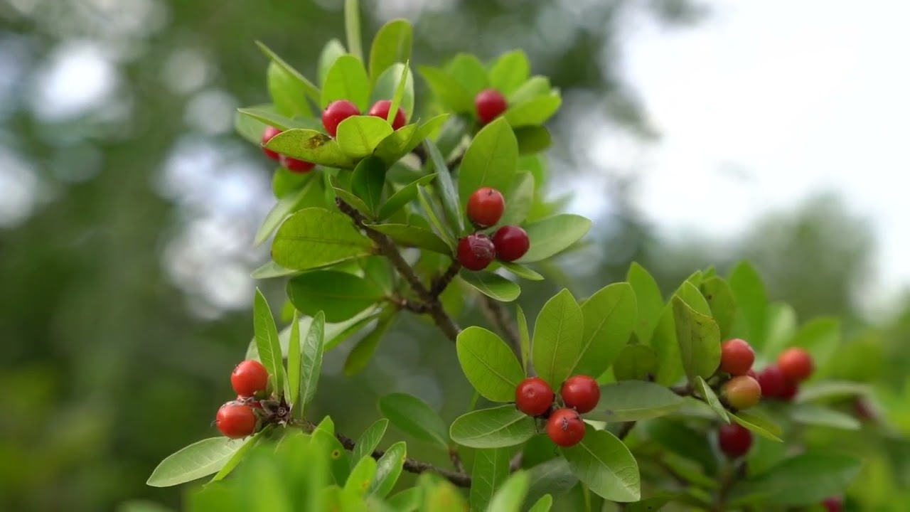 Beautiful Nature, Fruits in Indian forest | 4k Stock Footage | # ...
