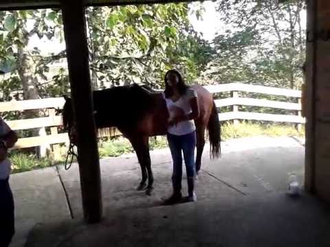 extraccion semen equino...