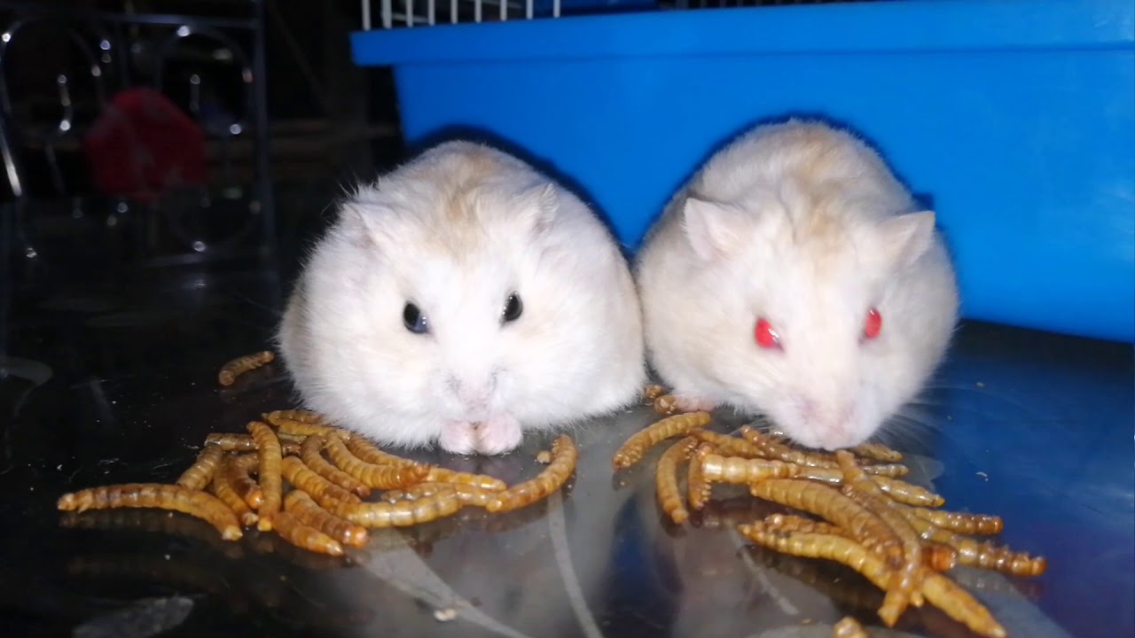Chuột hamster thấy đồ ăn ngon là nhào ra bất chấp - YouTube