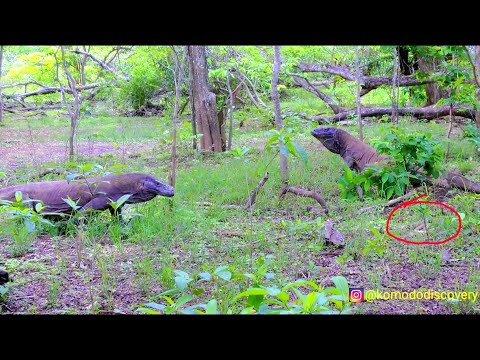 Komodo Dragons vs Spitting Cobra (Real video)