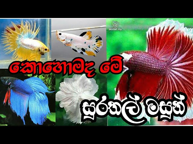 Fighter Fish Fighting Youtube