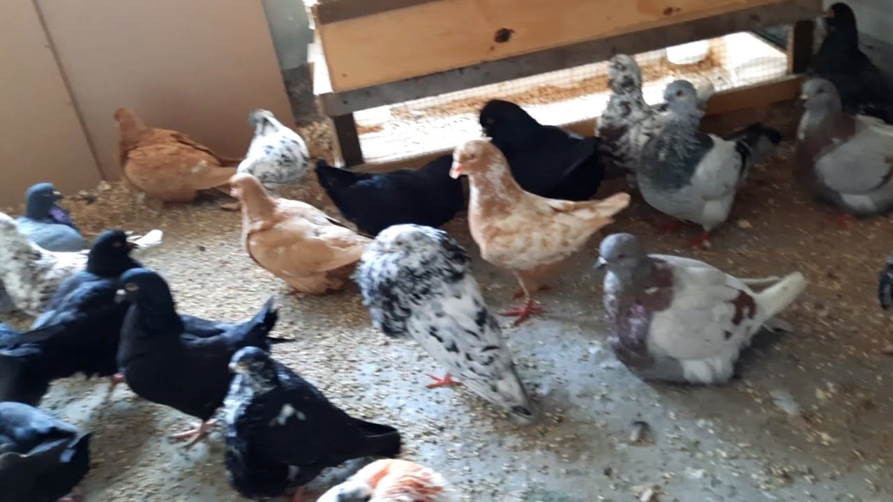 The world's best pigeon collection is in this farm - YouTube