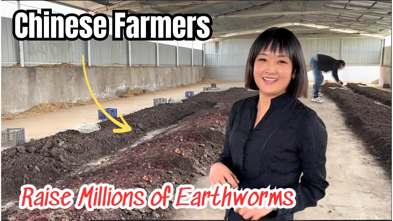 EARTHWORM FARMING Makes Chinese Farmers Rich! - YouTube