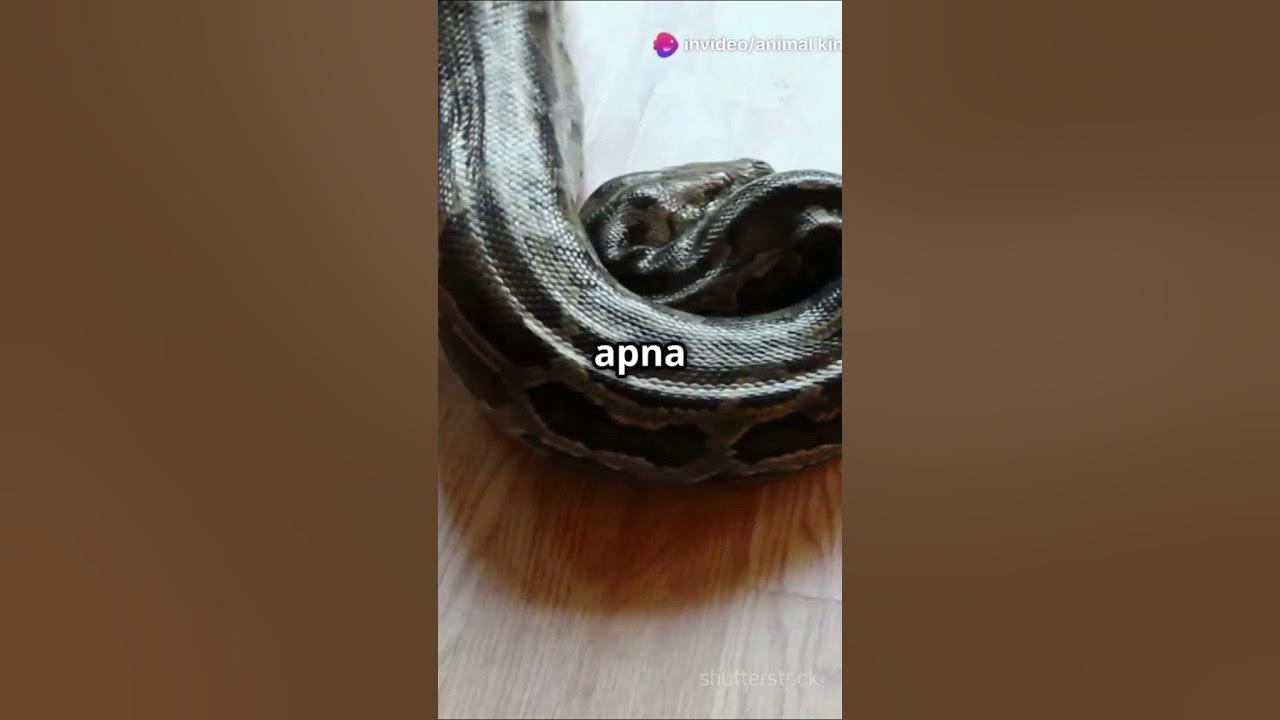 Python Snake: The Silent Giant That Can Swallow Anything Whole! # ...