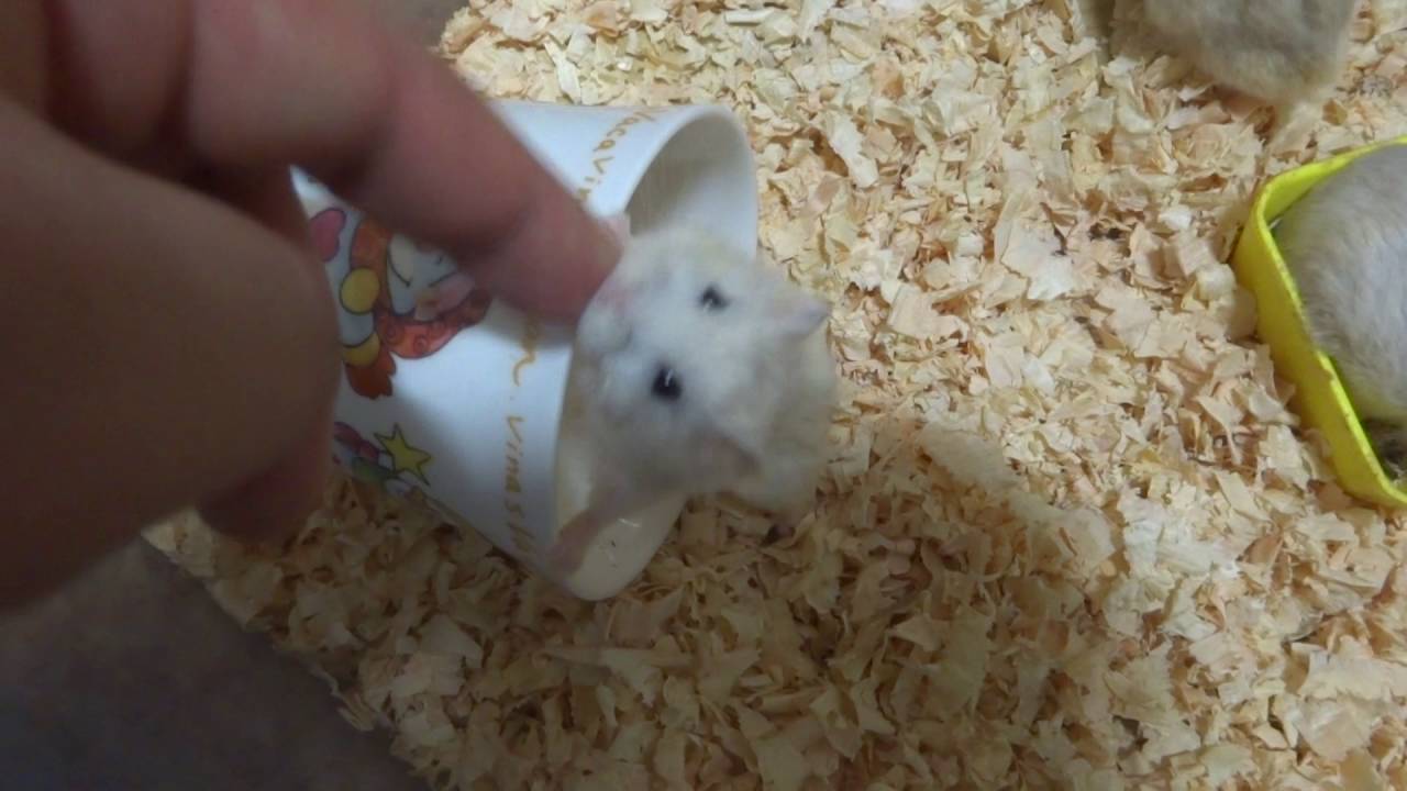 햄스터들은 왜 손가락만 보면 물기를 좋아 할까요? hamsters pudding hamster pearl hamster 햄스터 ...