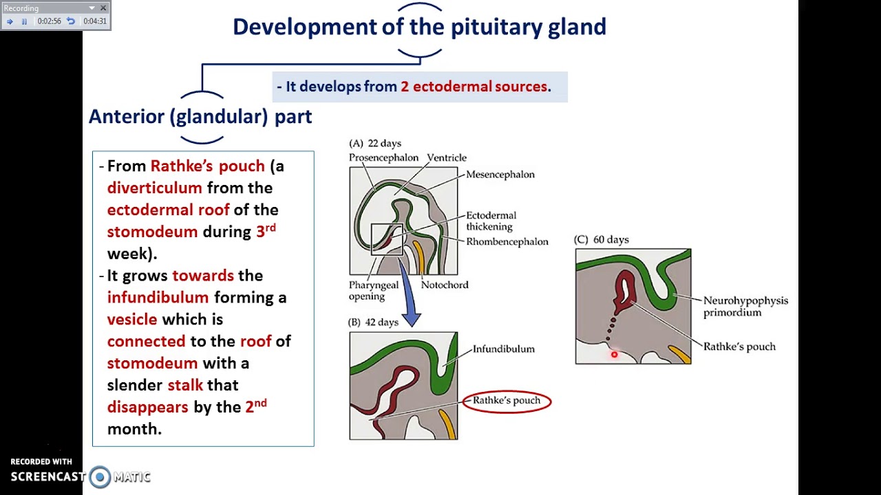 Pituitary Embryology YouTube Pituitary Embryology YouTube