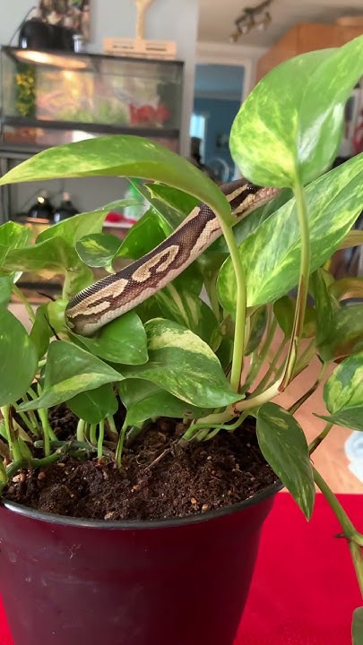 Ball Python in my Pothos? 🐍 ️🌱 - YouTube