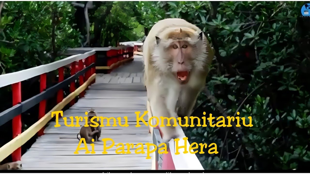 Turismu Komunitariu Ai Parapa Hera - YouTube