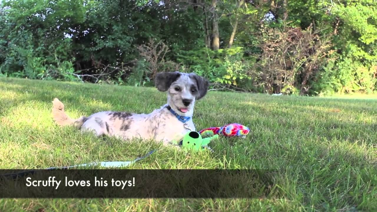 Scruffy, a 1-year-old Lhasa Apso Mix available for adoption at the ...