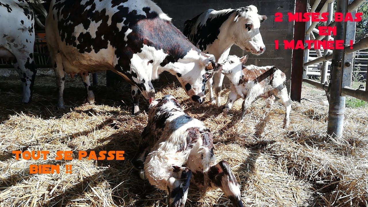Deux Naissances de Veaux Ce Matin - YouTube