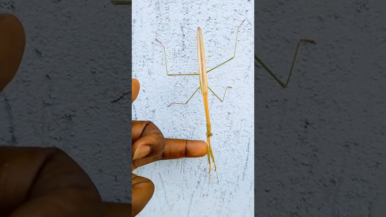 Praying mantis doing a morning stretch - YouTube
