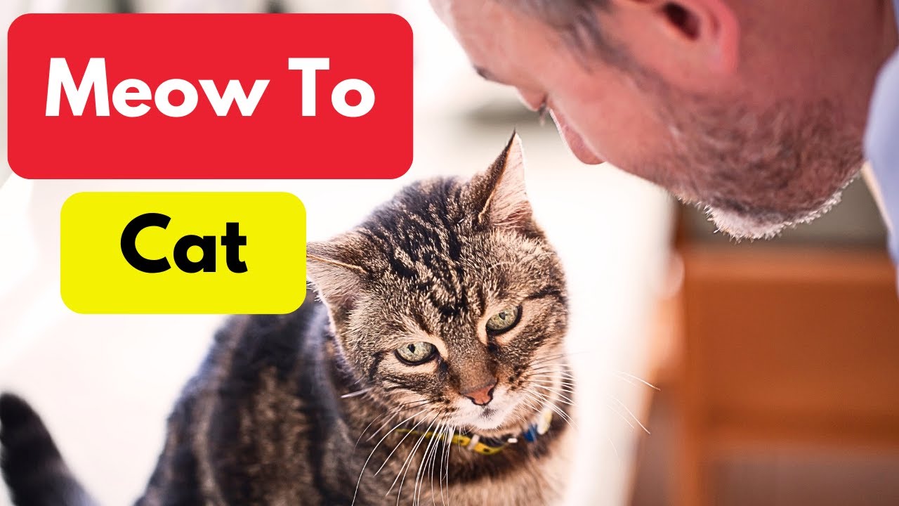 If You Meow at Your Cat: What Happens Next? - YouTube