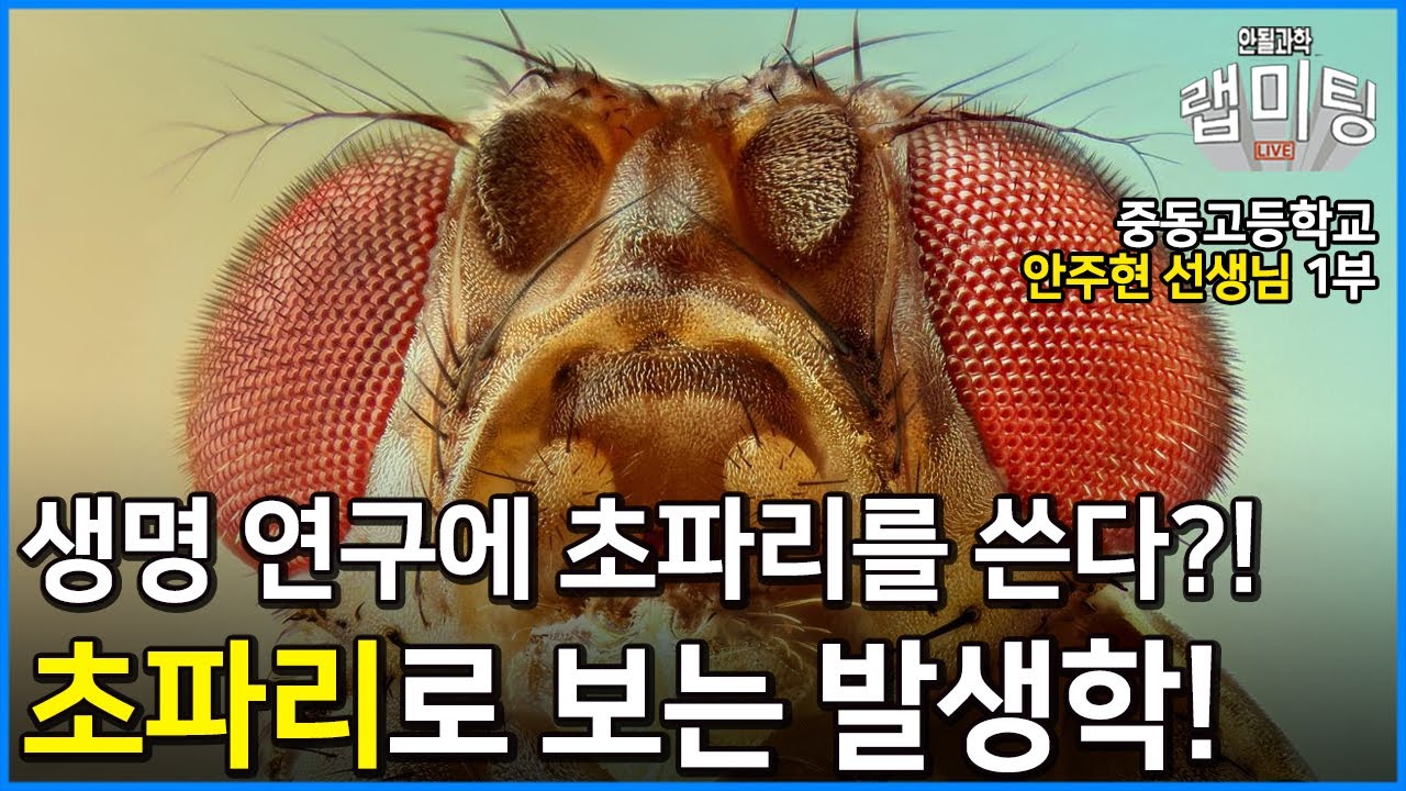Gd랩 출신 초파리 Lover의 등장 생명연구에 초파리가 많이 쓰이는 이유 초파리로 알아보는 발생학 중동고등학교 안주현