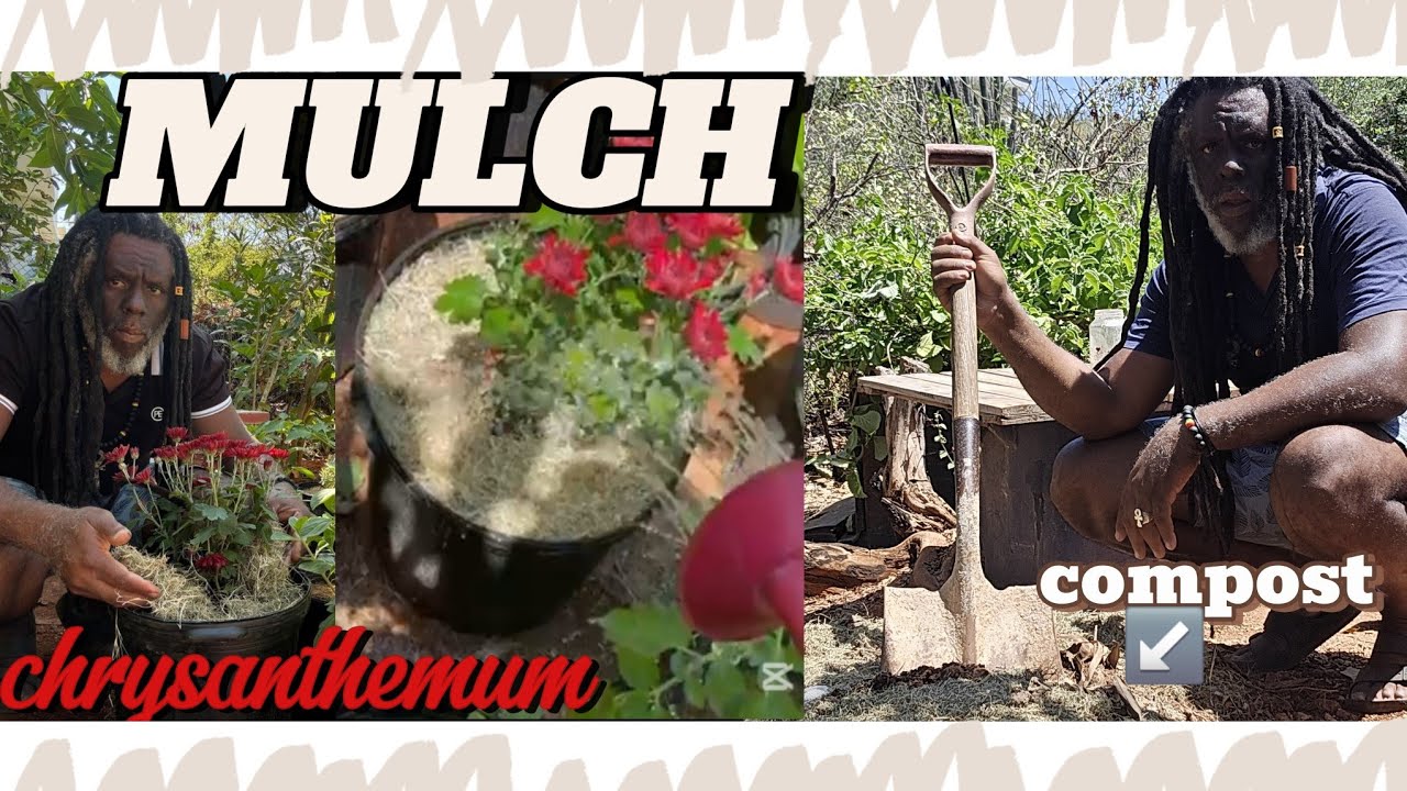 FREE MULCH DIY PROJECT FROM GRASS CUTTINGS - YouTube