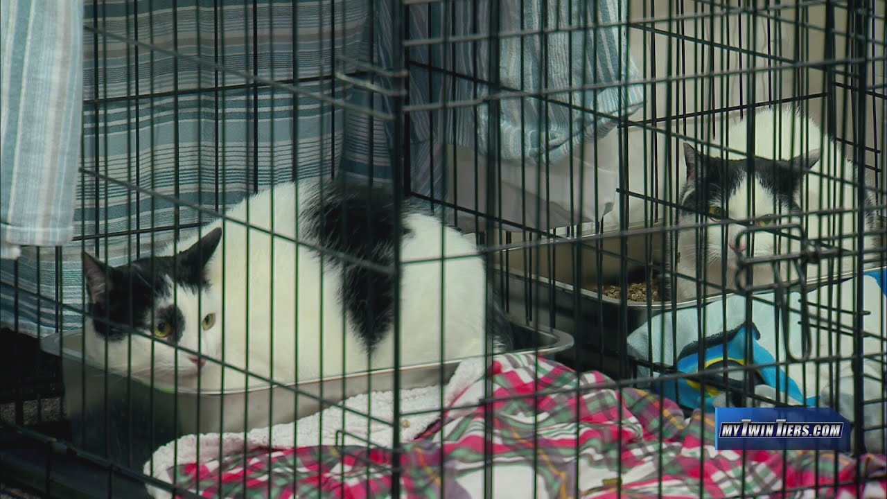 Pet of the Week: Pearl & Jeremy, Animal Care Sanctuary - YouTube