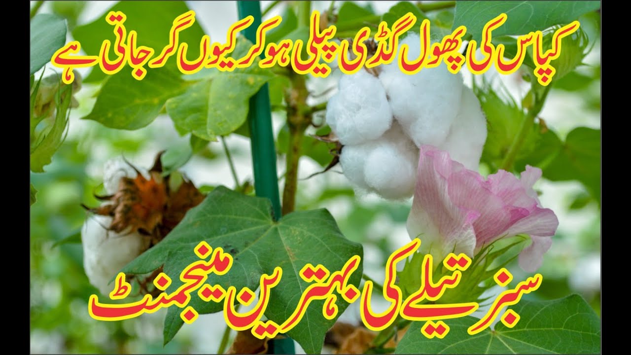 How to control Jassid and thrips in Cotton Field.Best insecticide ...