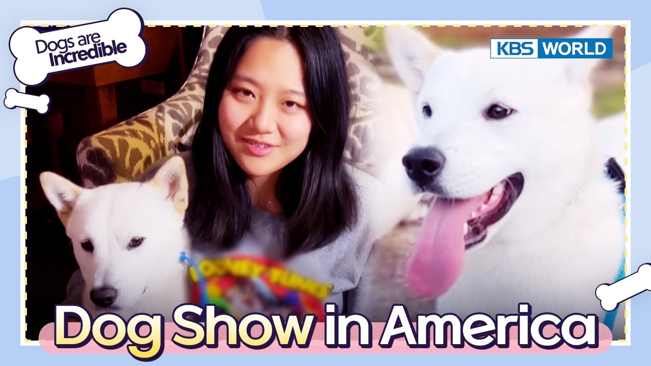 🐶Dog Show in America🇺🇸🇺🇸🇺🇸 [Dogs are incredible : EP.159-1] | KBS WORLD ...