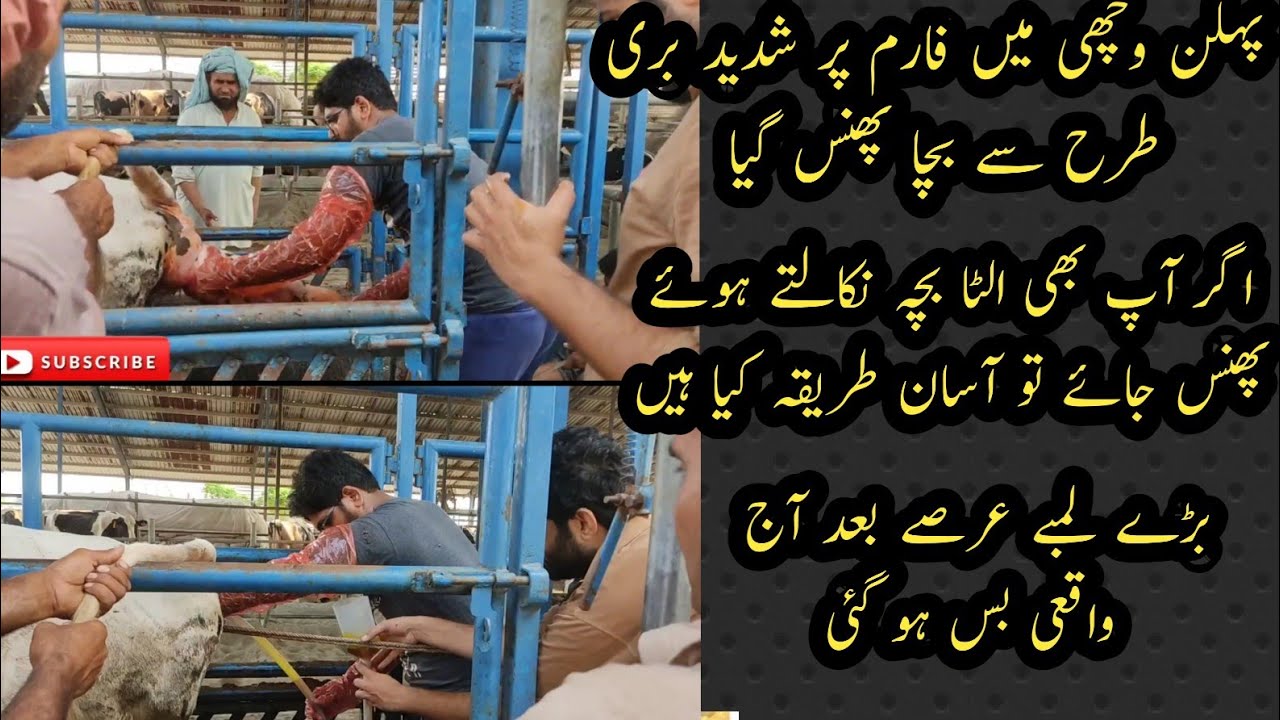 Very difficult calving II Assisted calving II Breech presentation I ...