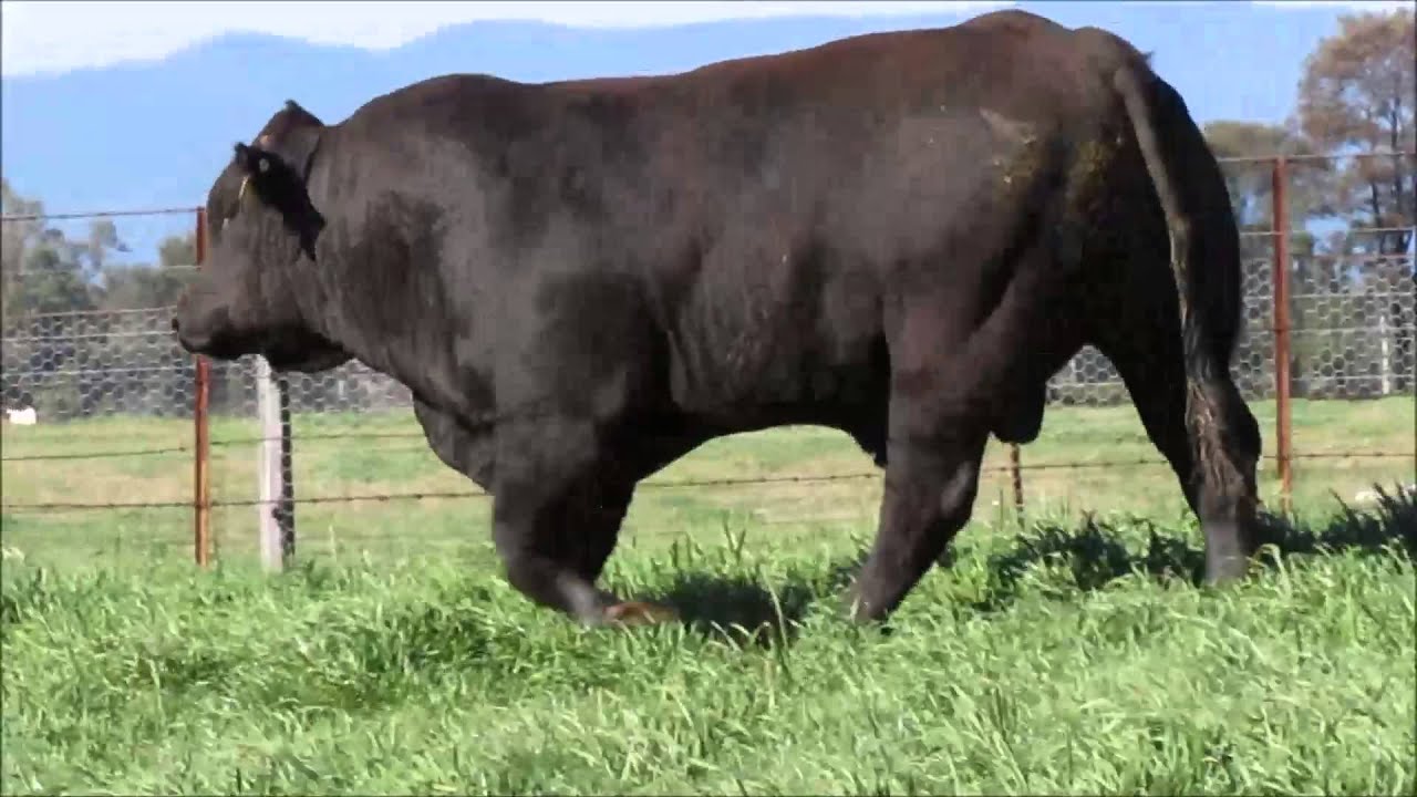 Lot 8 Manali Limousin Bull Sale 2015 - YouTube