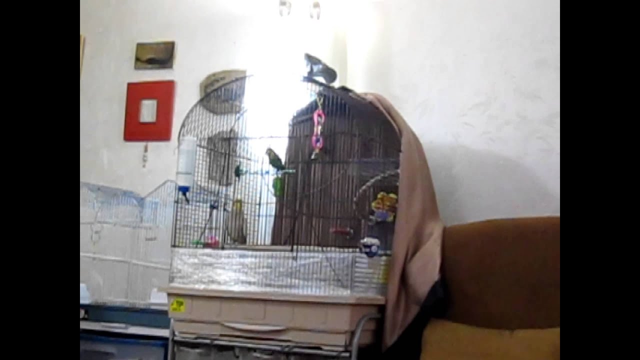 Bob Marley's "Three Little Birds" - Charlie Bird Parker the cockatiel ...