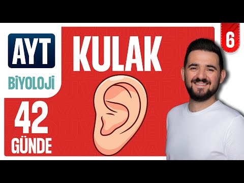 Kulak Soru Çözümü | 42 GÜNDE AYRINTILI AYT BİYOLOJİ KAMPI 2026-2027 | 6.GÜN