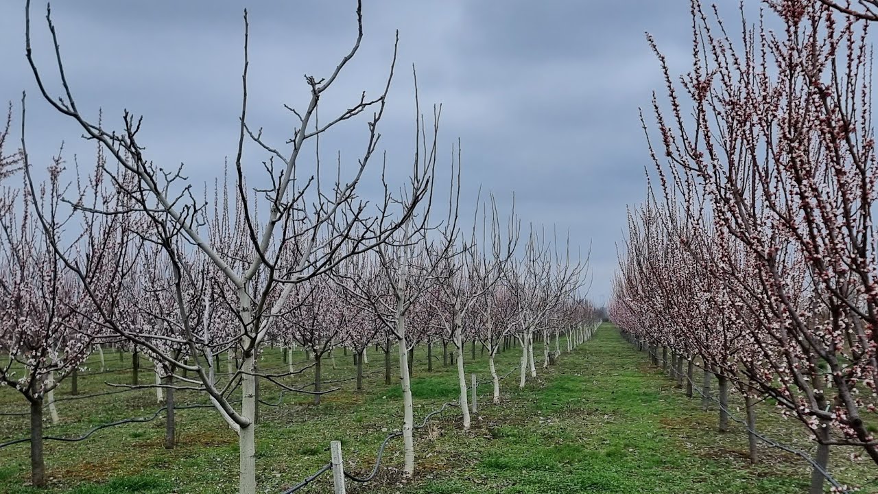 Rezidba oraha, kada je najbolje vreme za orezivanje? - YouTube
