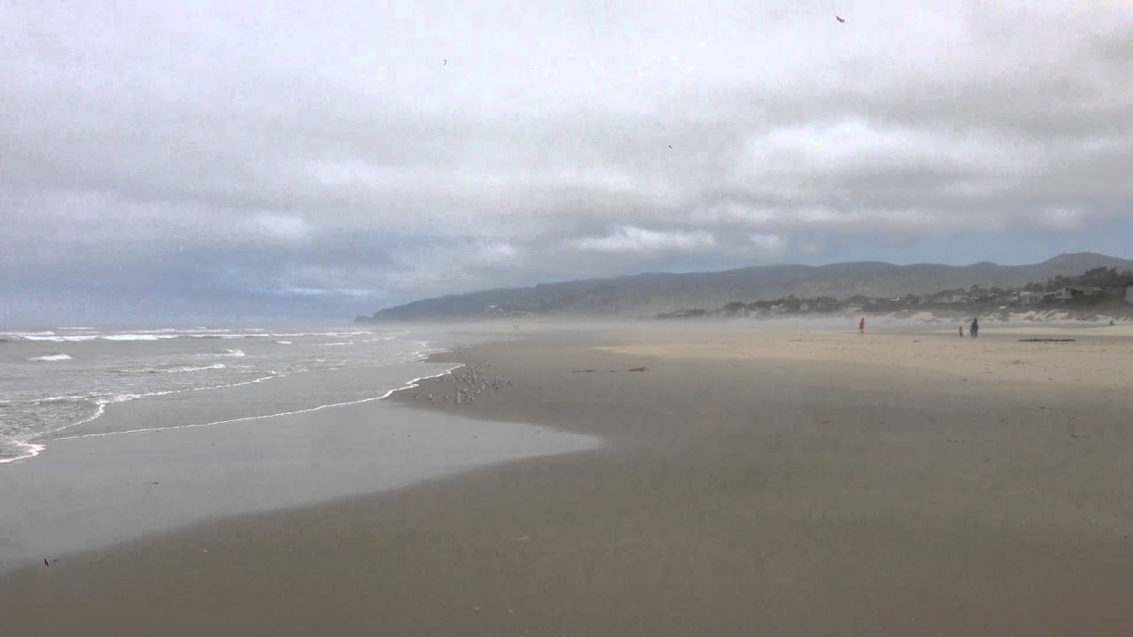 Snowy plovers on the Oregon coast - YouTube
