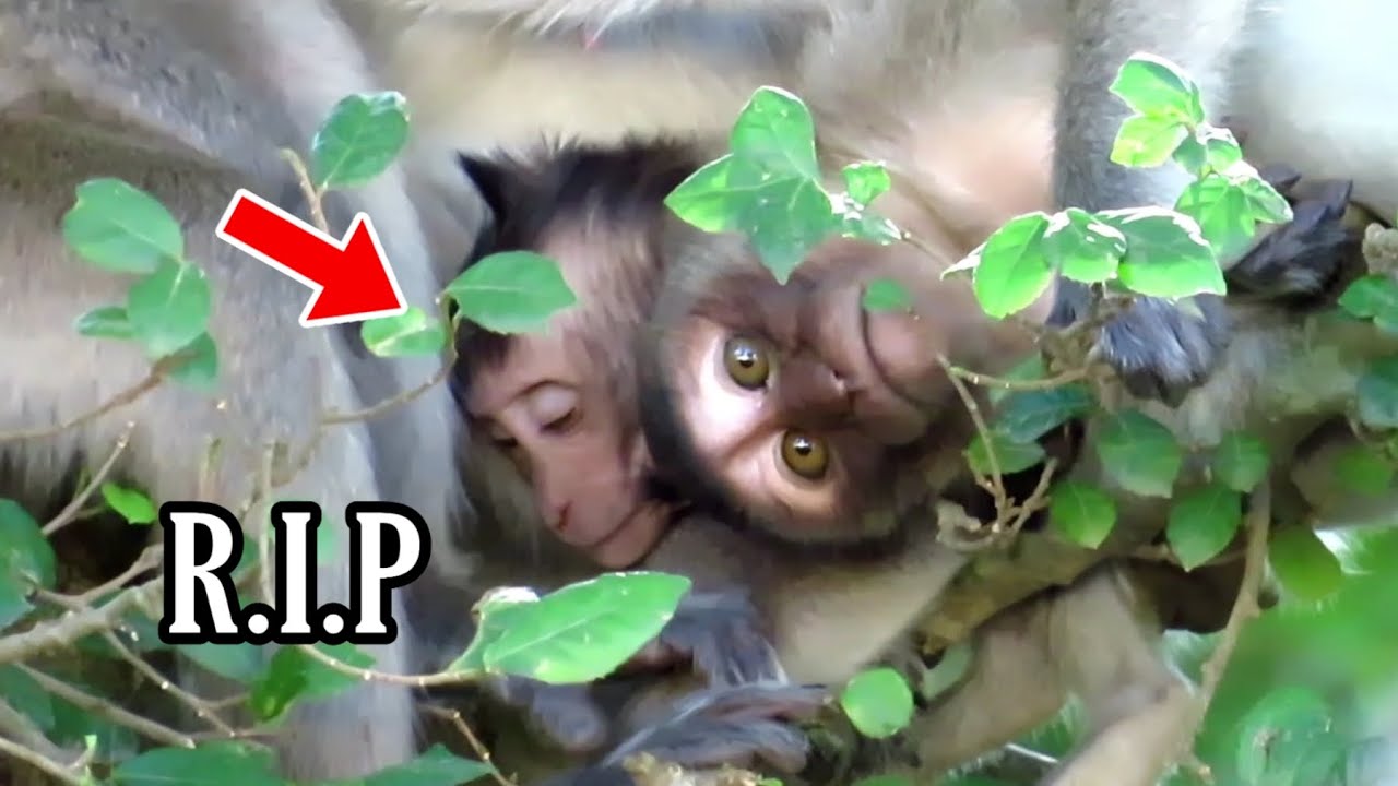 Million Pity Baby Monkey Pass Away Fall Down From Hight Tree | Popular ...