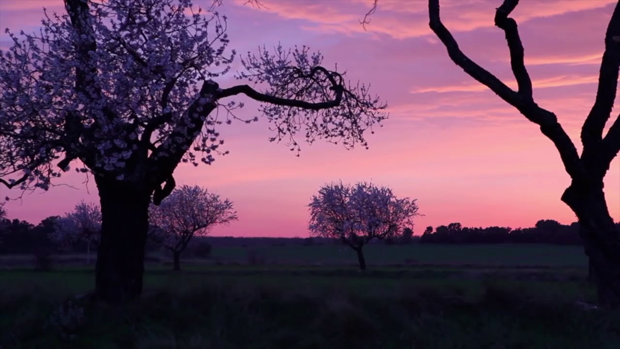 Totally Serious Tree Video - YouTube