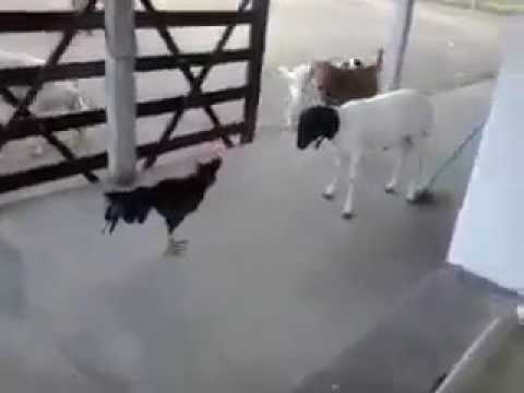Pertarungan Ayam vs kambing siapa yang menang
