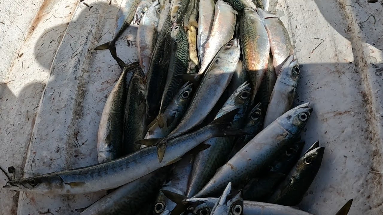 Pesca de macarelas - YouTube