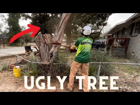 Removing a HIDEOUS dead tree. How To: Put rope up in tree. - YouTube