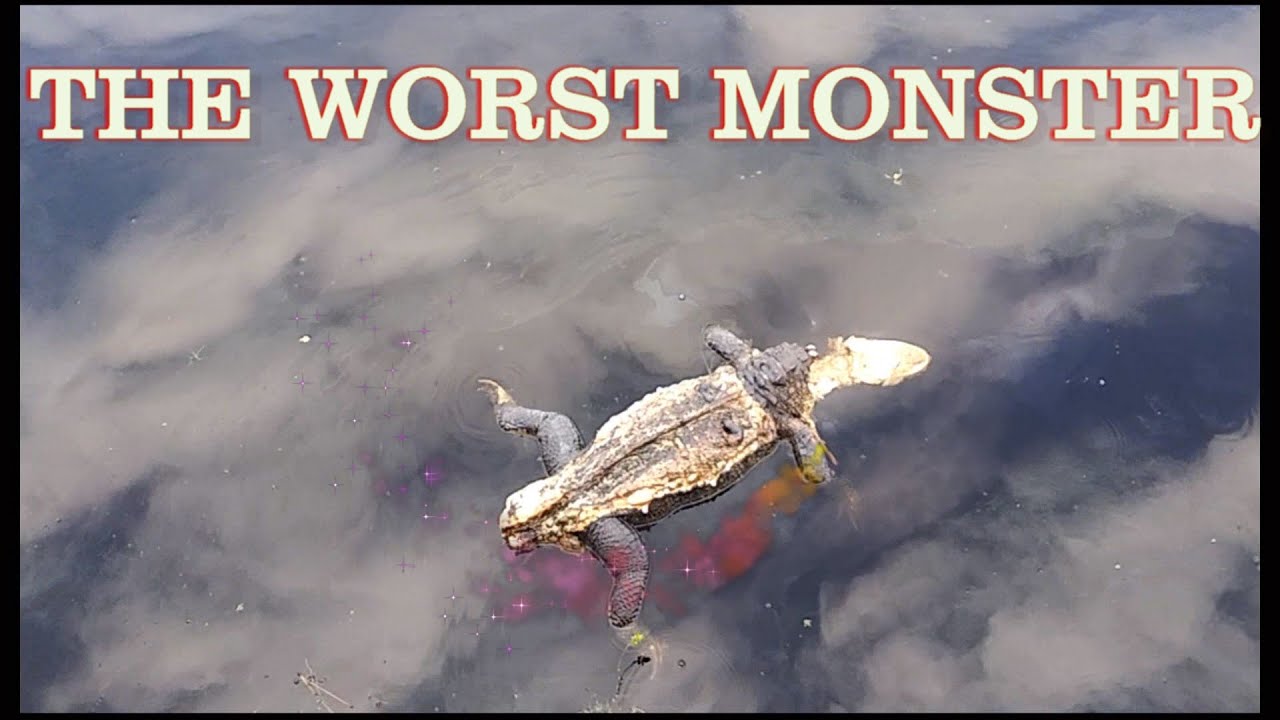 FLORIDA MONSTER WATCH GIANT THING SEEN FEEDING TOP WATER What will you ...